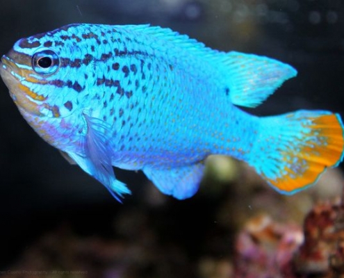 Damsel – Indo Marine Center