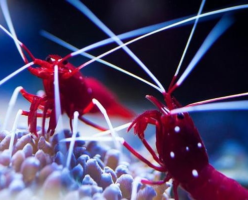 Fire Shrimp – Indo Marine Center